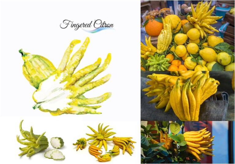 Amazing Fingered Citron or Buddha's Hand for Strong Body Constitution ...